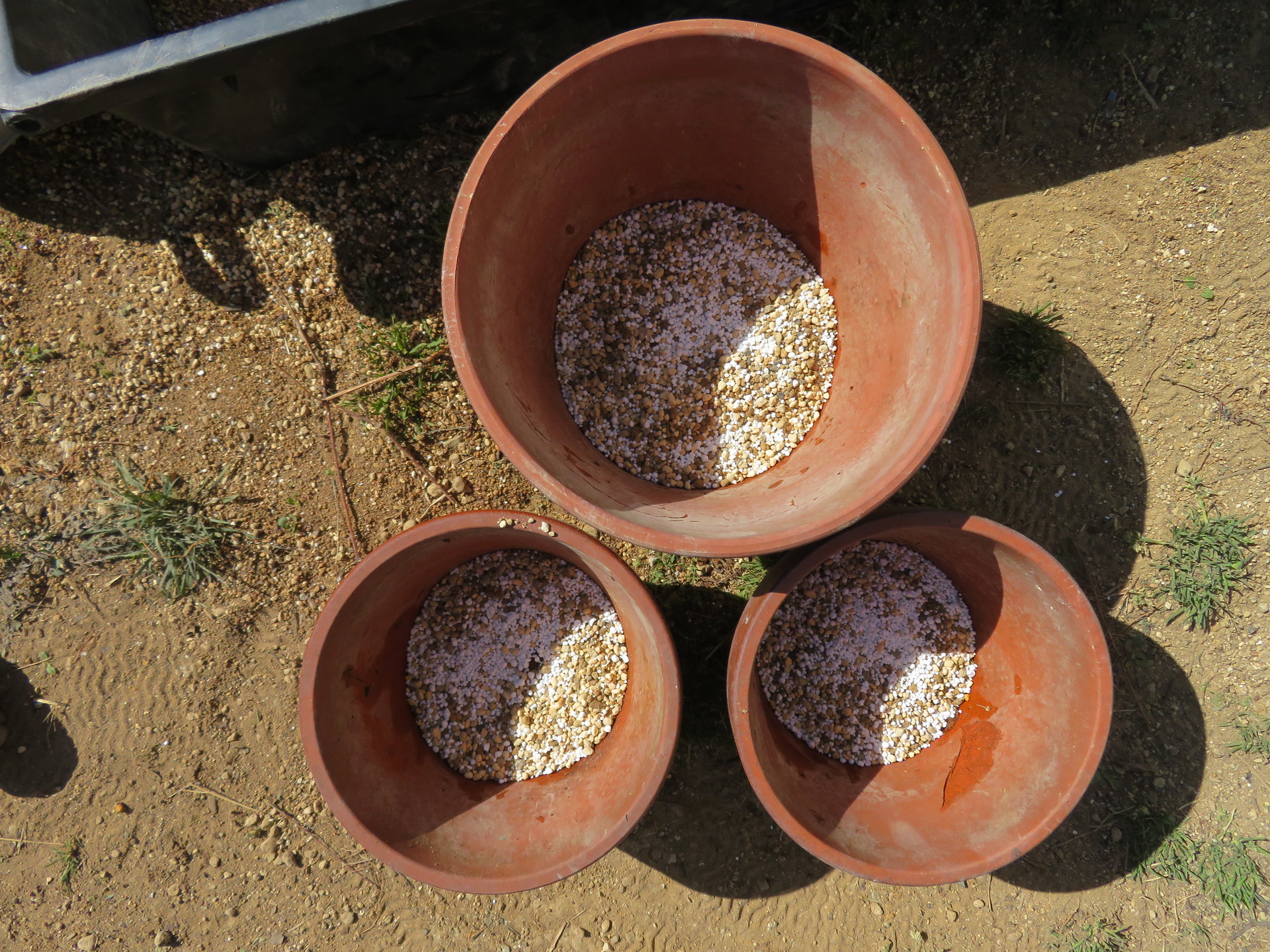 ギボウシの植え替え: 楽老