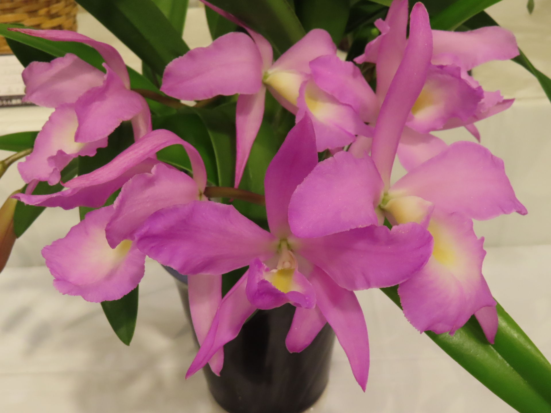 藤岡市市制70周年記念・ぐんまの洋蘭展その4: 楽老